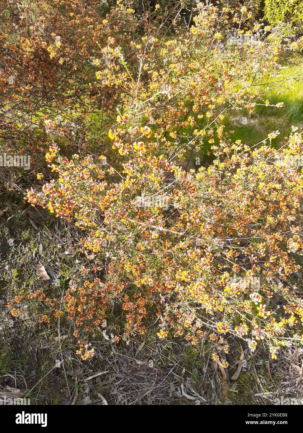 golden bush-pea (Pultenaea gunnii Stock Photo - Alamy