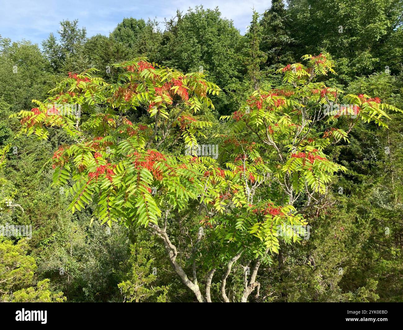 tree-of-heaven (Ailanthus altissima Stock Photo - Alamy