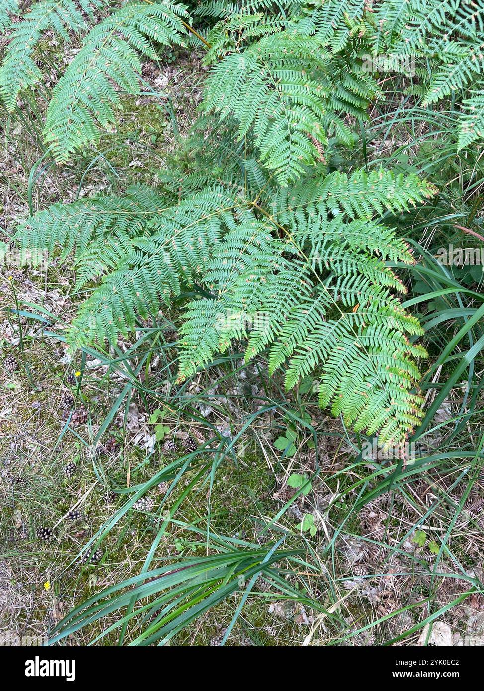 common bracken (Pteridium aquilinum Stock Photo - Alamy