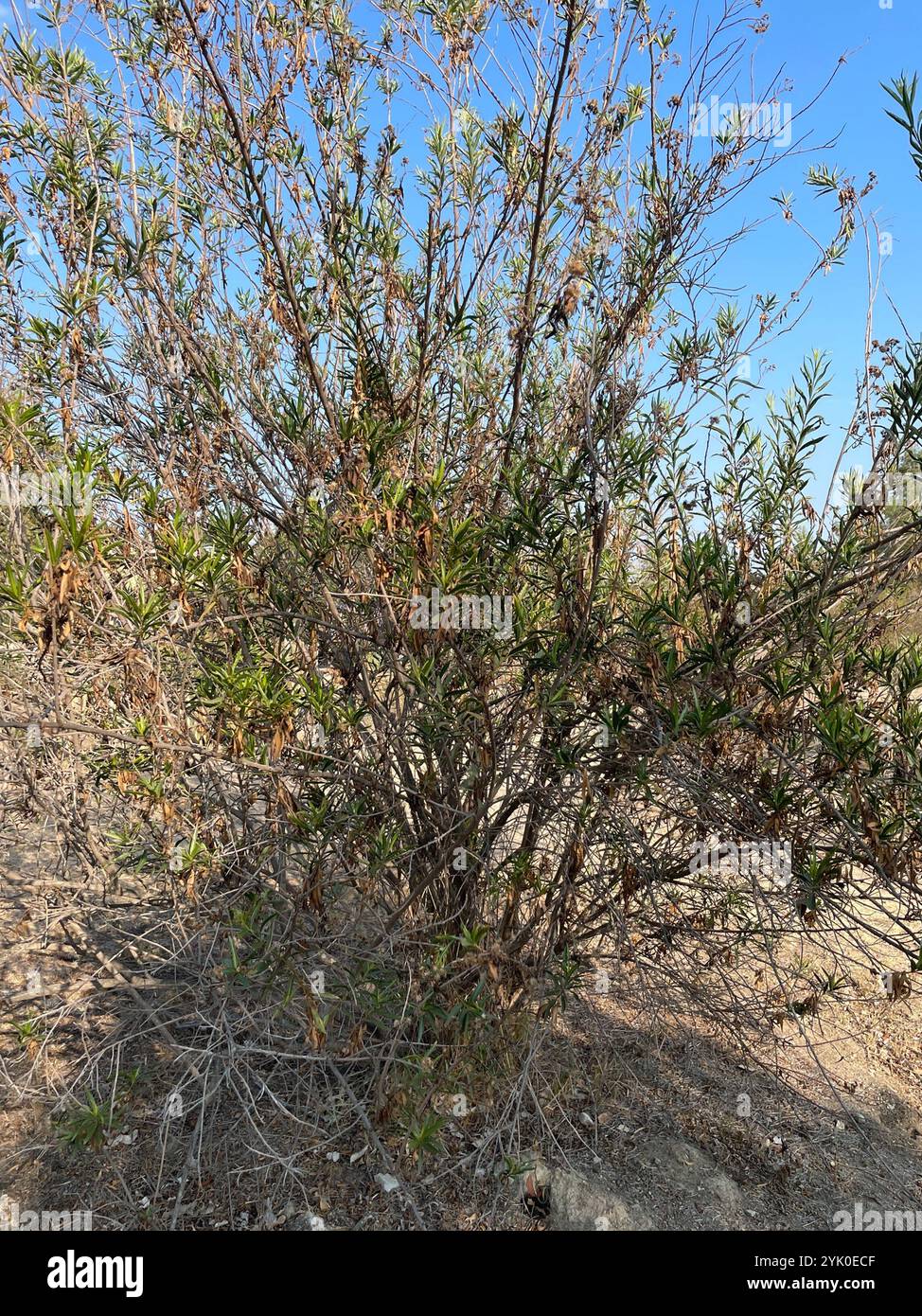 mule fat (Baccharis salicifolia Stock Photo - Alamy