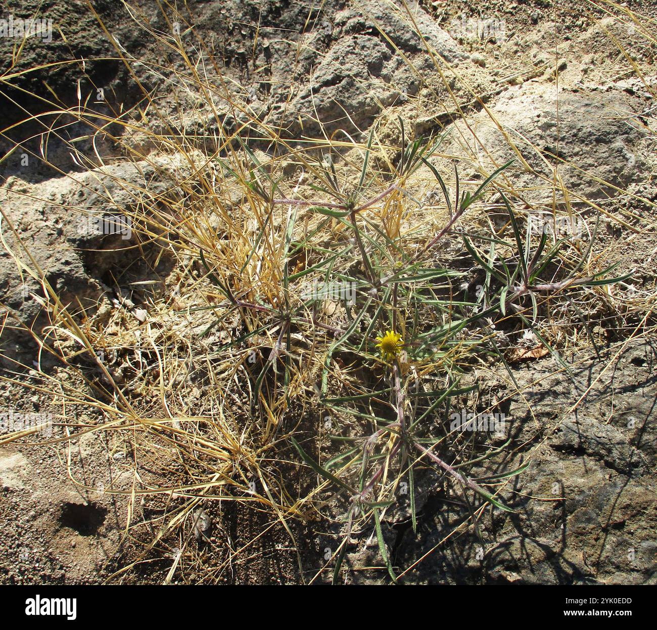 Button Vomitdaisy (Geigeria burkei Stock Photo - Alamy