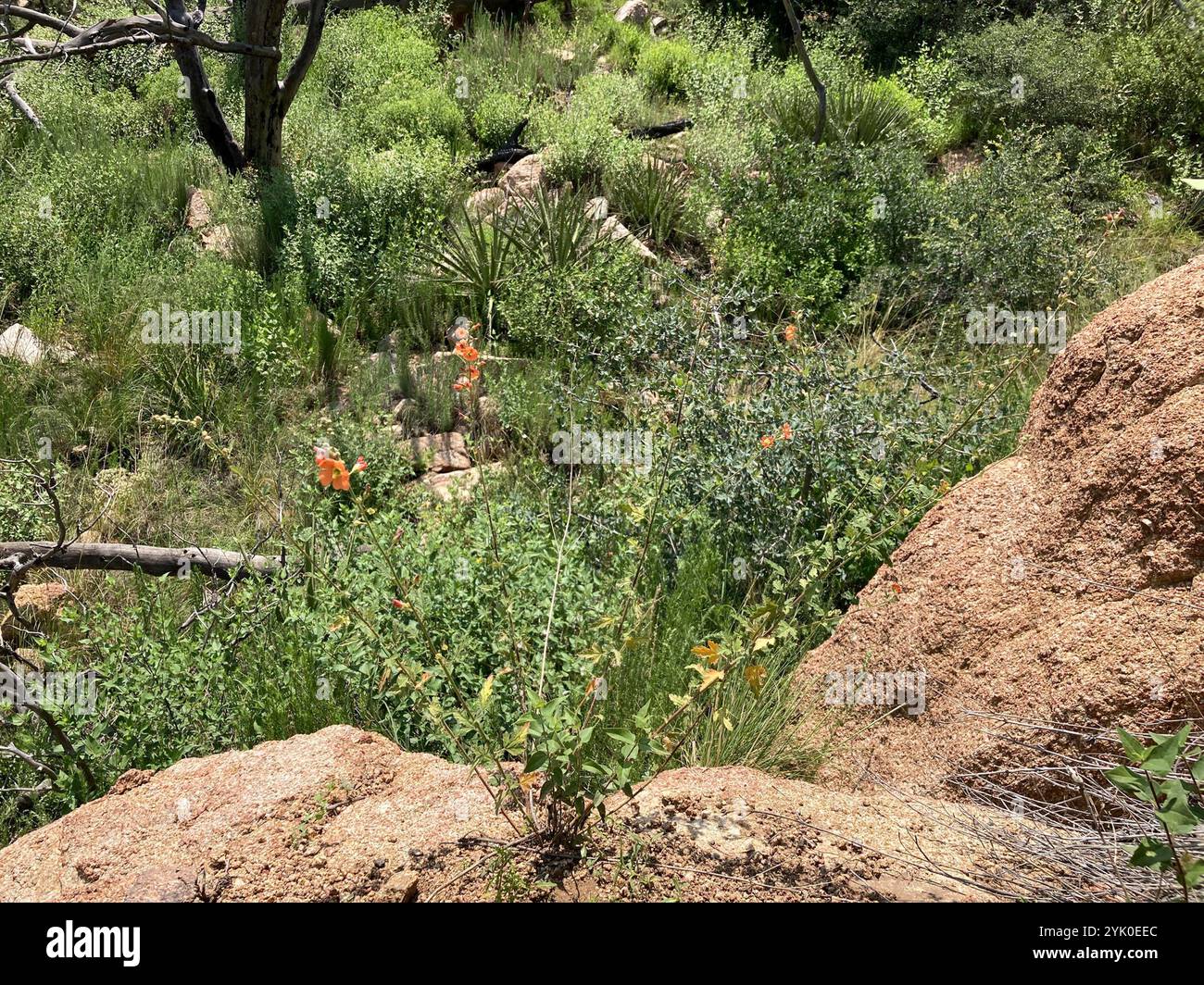 Fendler's Globemallow (Sphaeralcea fendleri Stock Photo - Alamy