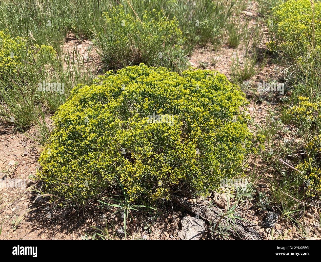 Gutierrezia hi-res stock photography and images - Alamy