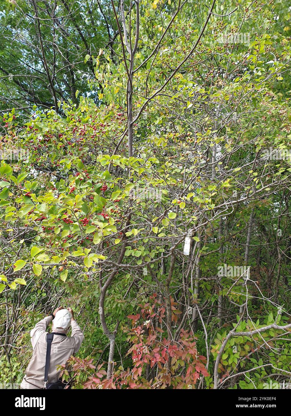 Large-thorn hawthorn (Crataegus macracantha Stock Photo - Alamy