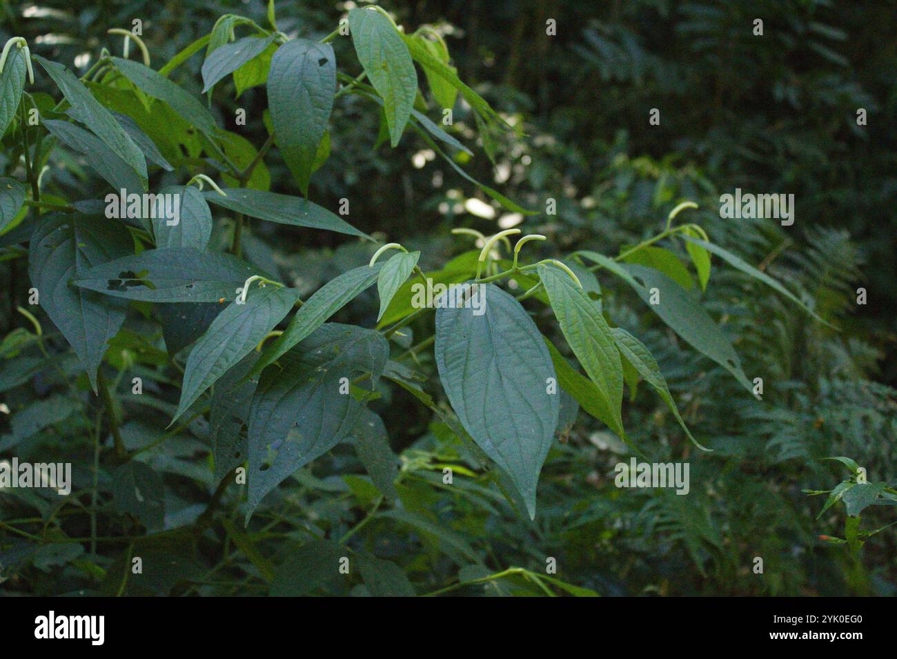 Piper aduncum hi-res stock photography and images - Alamy