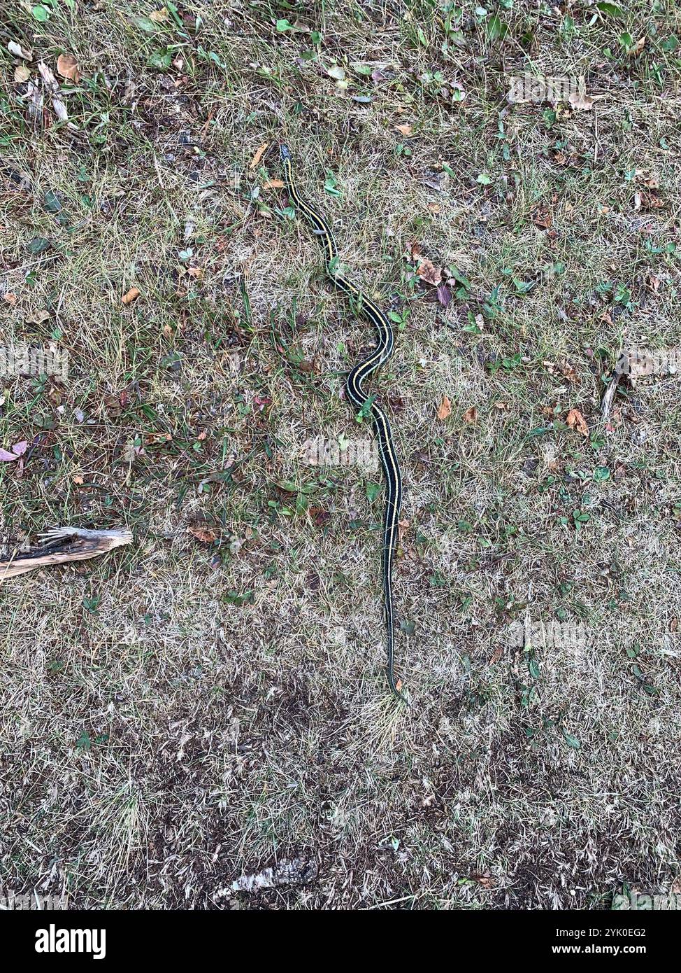 Plains Garter Snake (Thamnophis radix Stock Photo - Alamy