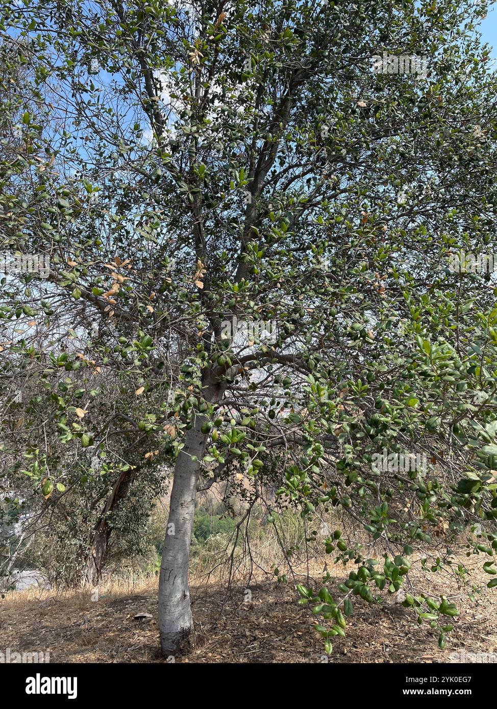 coast live oak (Quercus agrifolia Stock Photo - Alamy