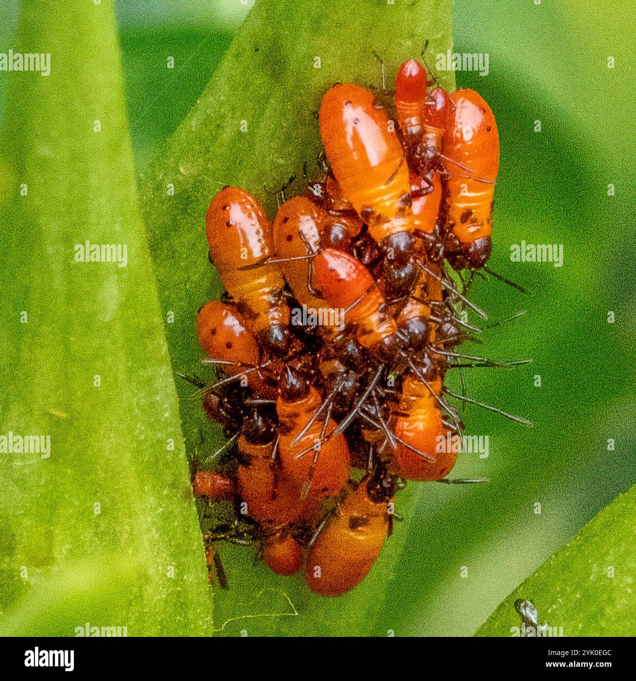 Large Milkweed Bug (Oncopeltus fasciatus Stock Photo - Alamy