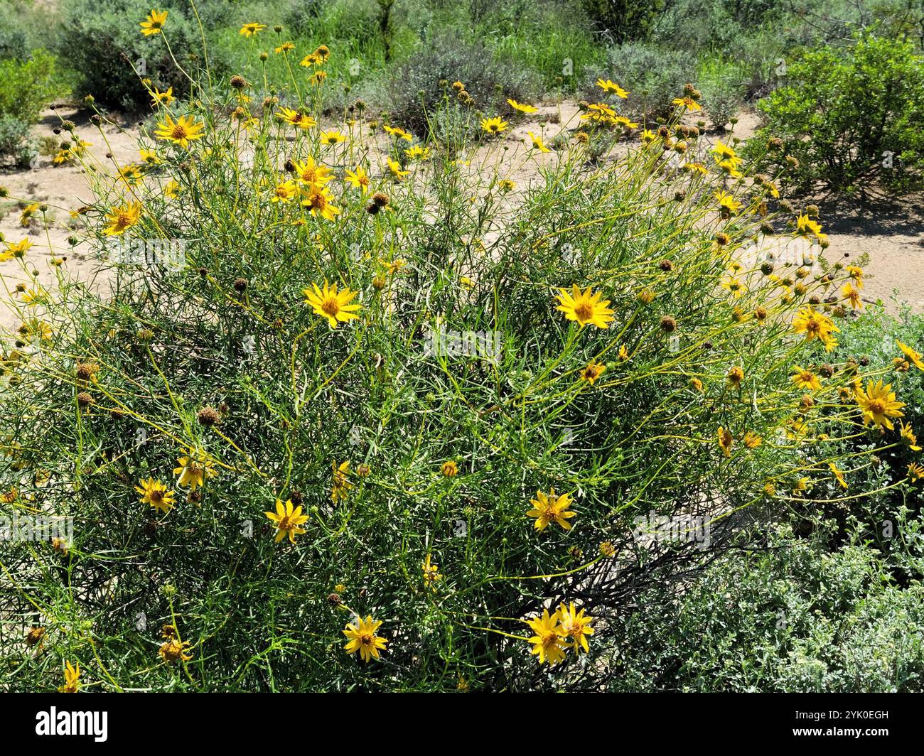 Skeletonleaf Goldeneye (Sidneya tenuifolia Stock Photo - Alamy