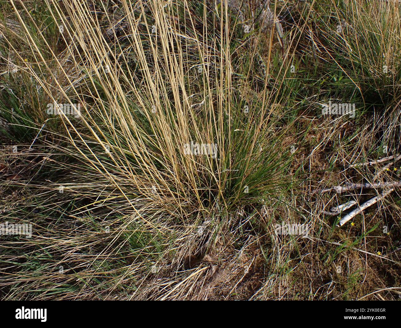 tufted hair grass (Deschampsia cespitosa Stock Photo - Alamy