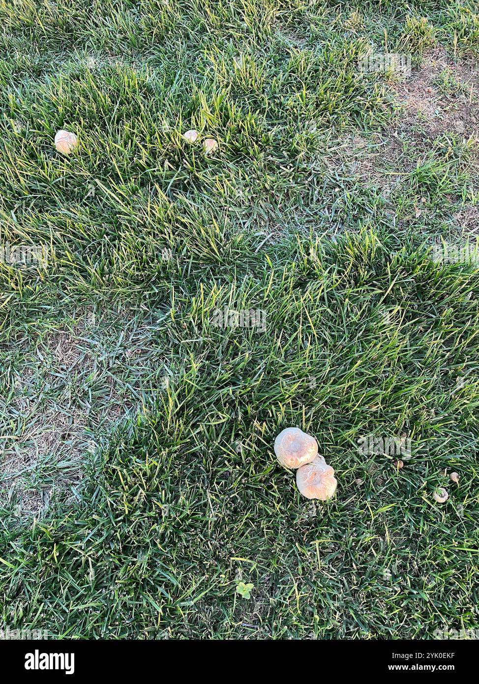 Yellow Stainer (Agaricus xanthodermus Stock Photo - Alamy