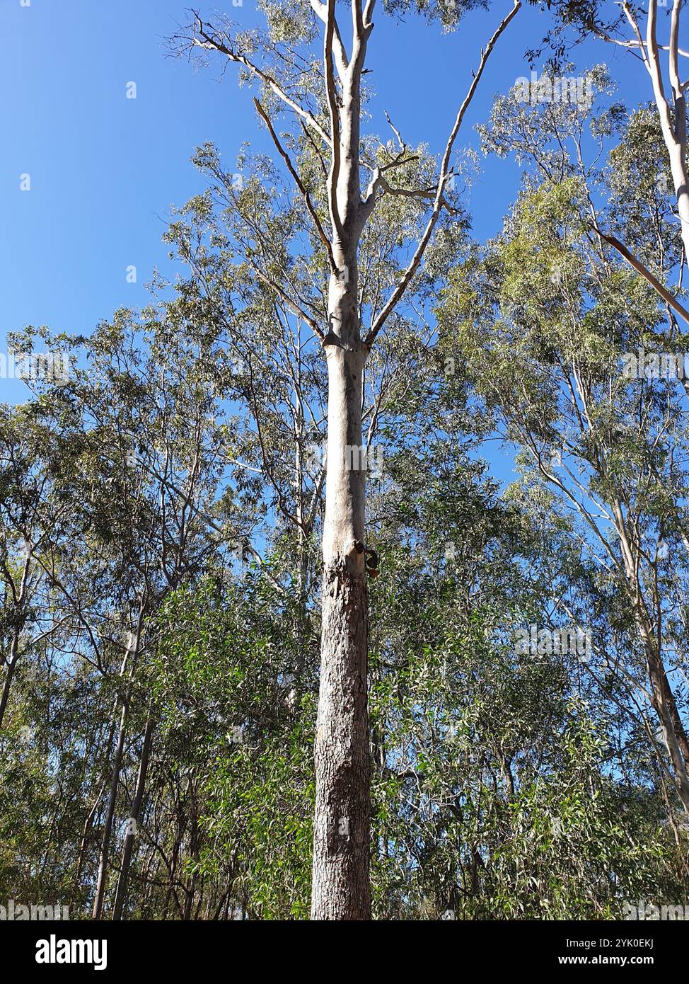 Carbeen (Corymbia tessellaris Stock Photo - Alamy