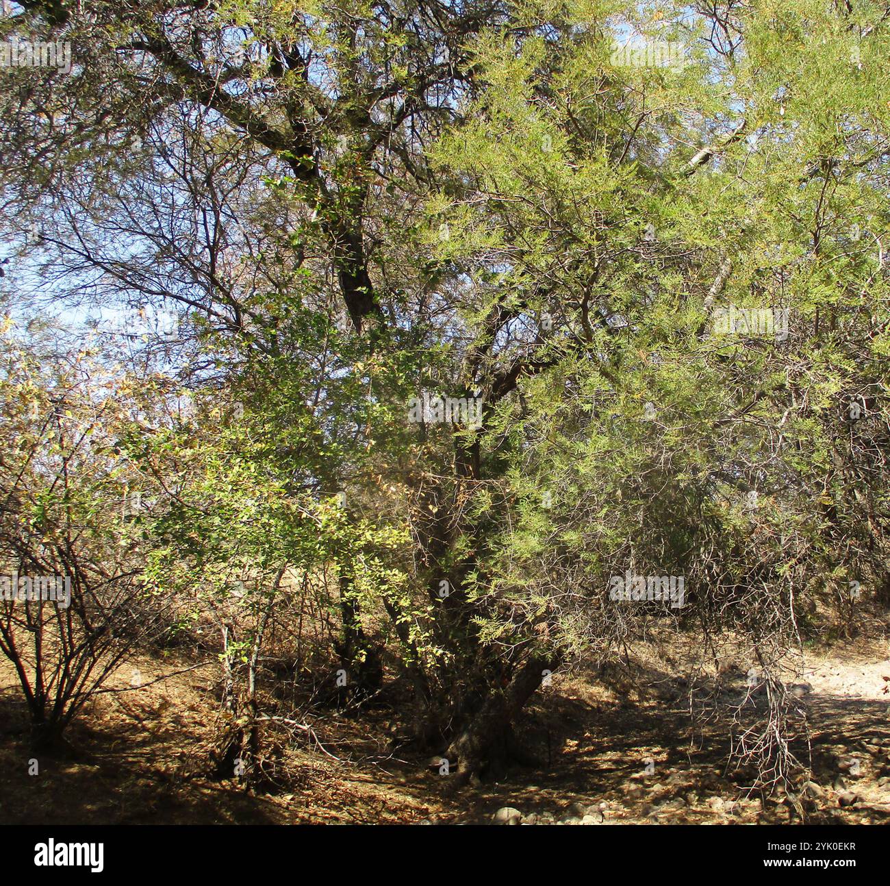 Weeping wattle (Peltophorum africanum Stock Photo - Alamy