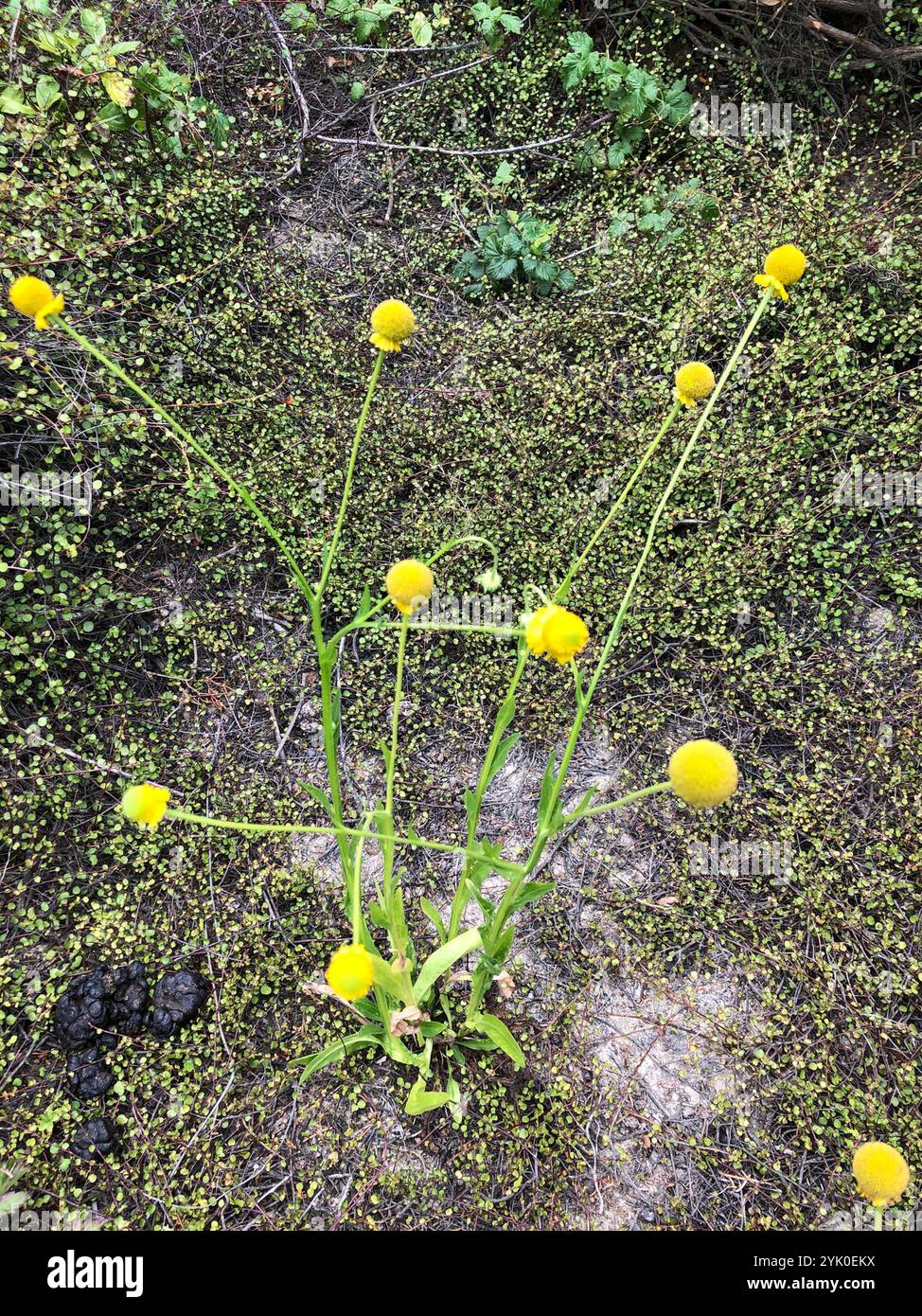 Rosilla hi-res stock photography and images - Alamy