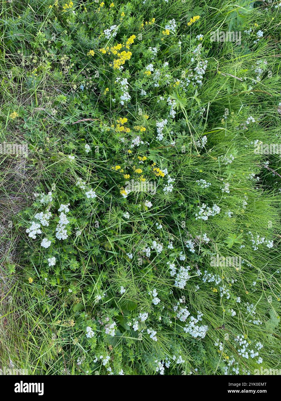 Northern Bedstraw (Galium boreale Stock Photo - Alamy