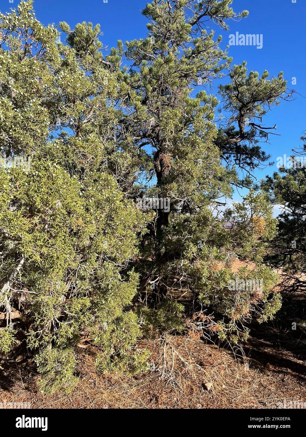 Colorado Pinyon (Pinus edulis Stock Photo - Alamy