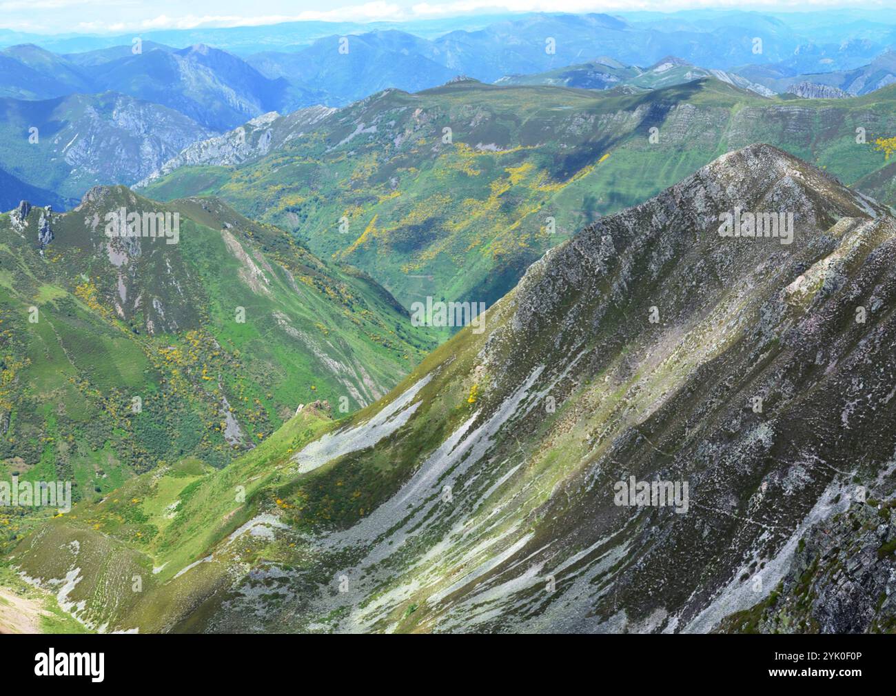 Brown bear north spain hi-res stock photography and images - Alamy