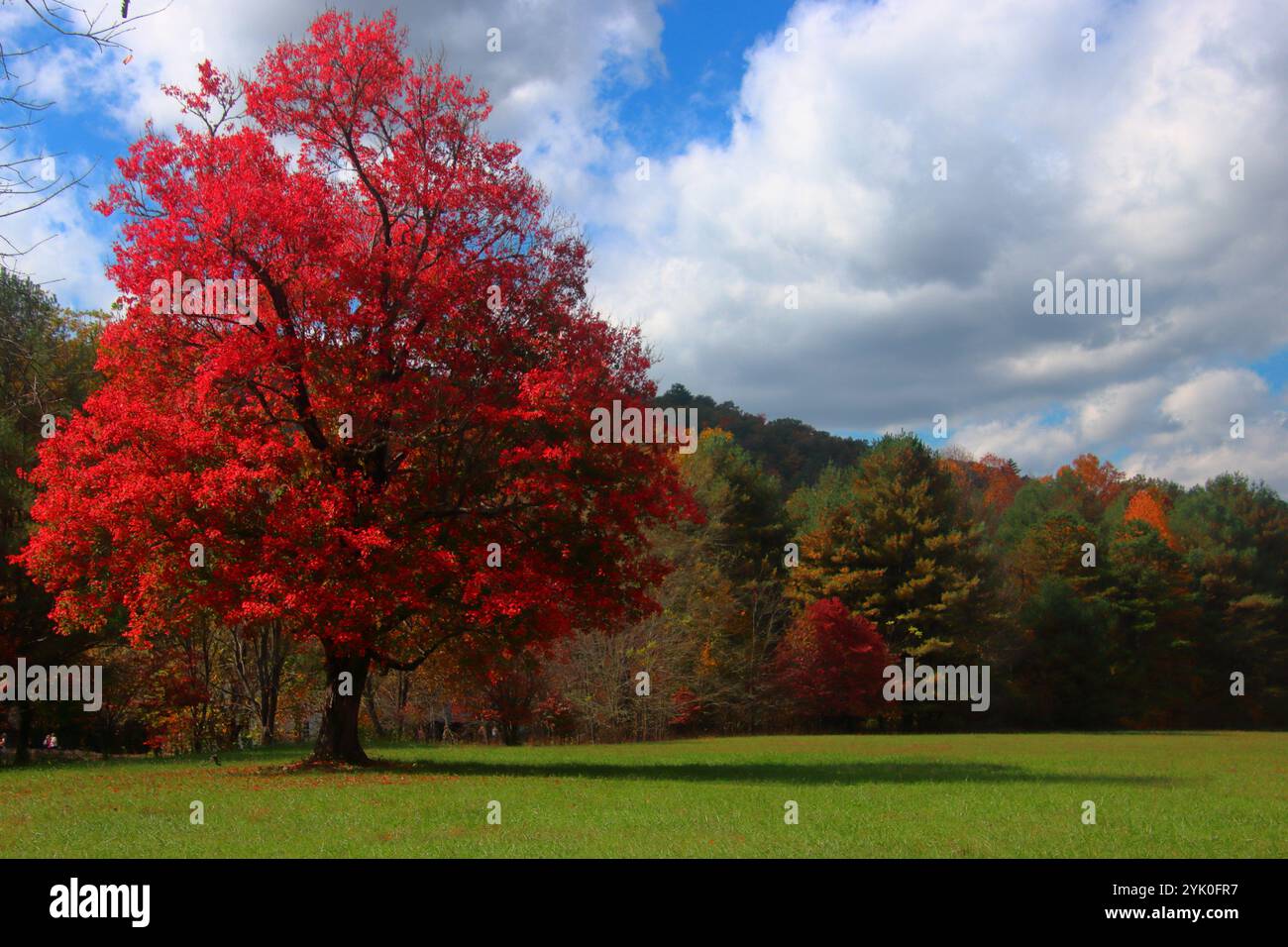 Sugar Maple Tree in fall with red leaves Stock Photo - Alamy