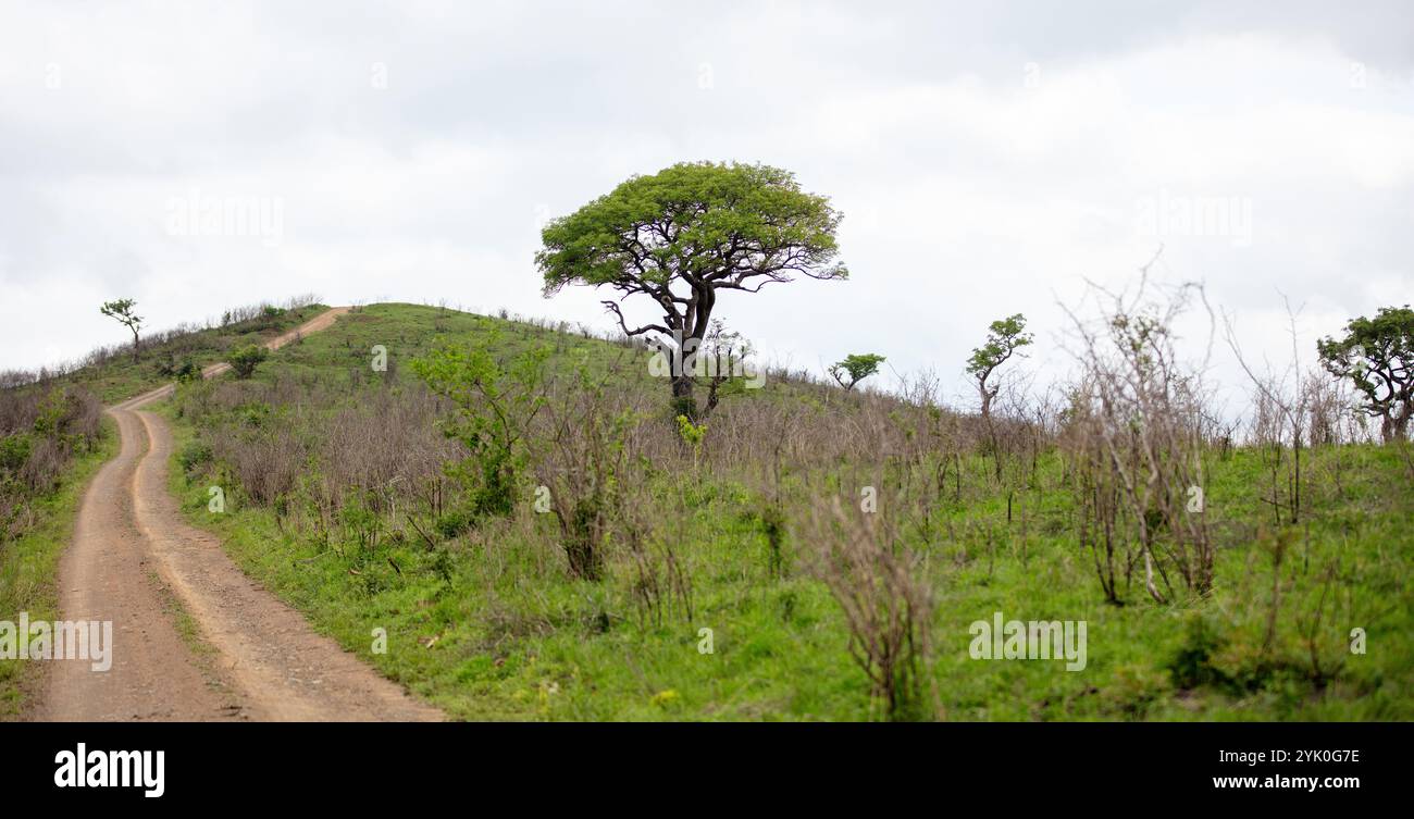 African savannah landscape, dirt road and acacia tree, cloudy sky ...
