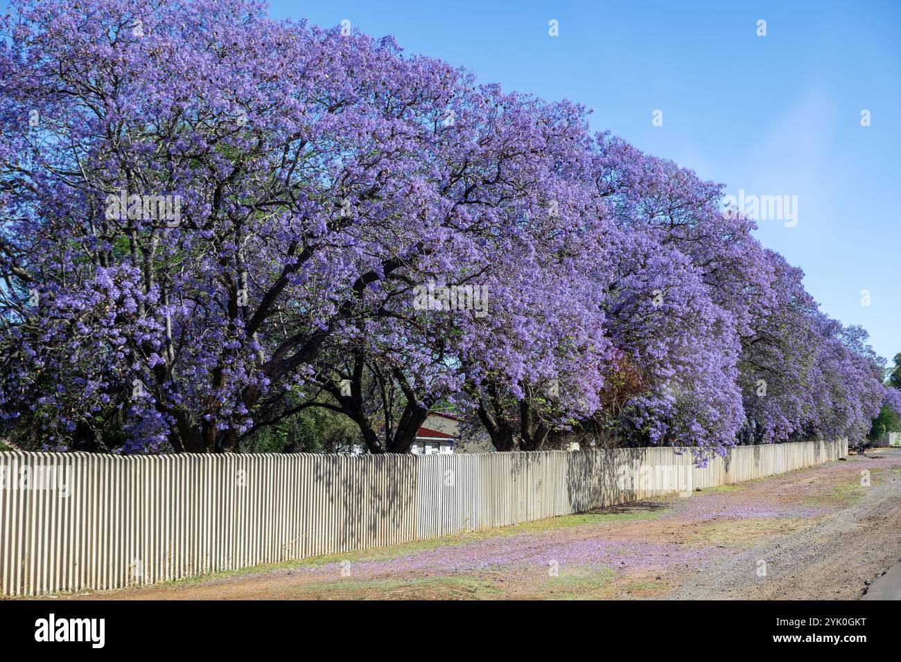 Jacaranda Trees blooming in a Pretoria park, South Africa. Blue sky ...