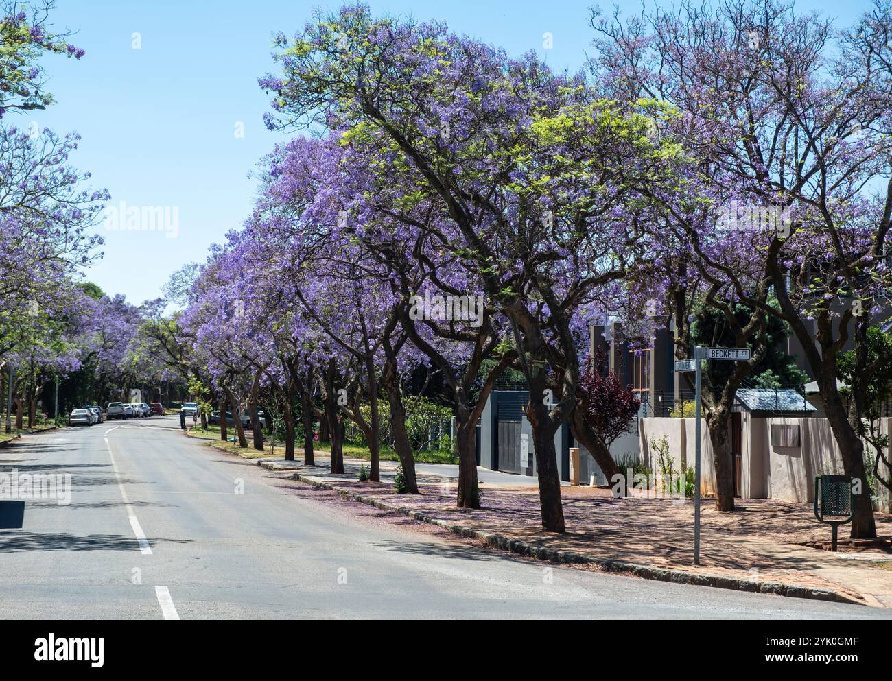 Jacaranda Trees blooming in a Pretoria street, Johannesburg, South ...