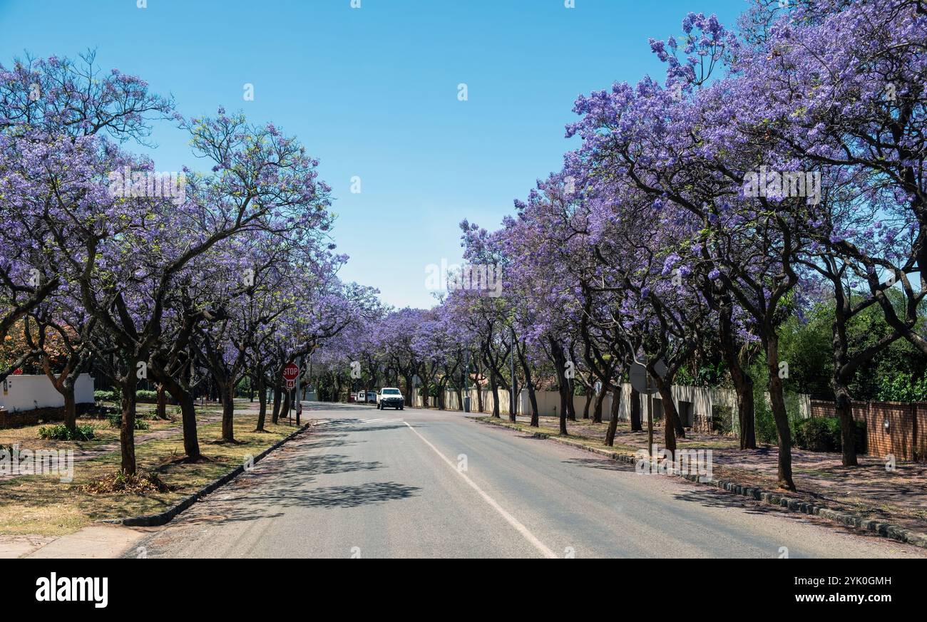 Jacaranda Trees blooming in a Pretoria street, Johannesburg, South ...