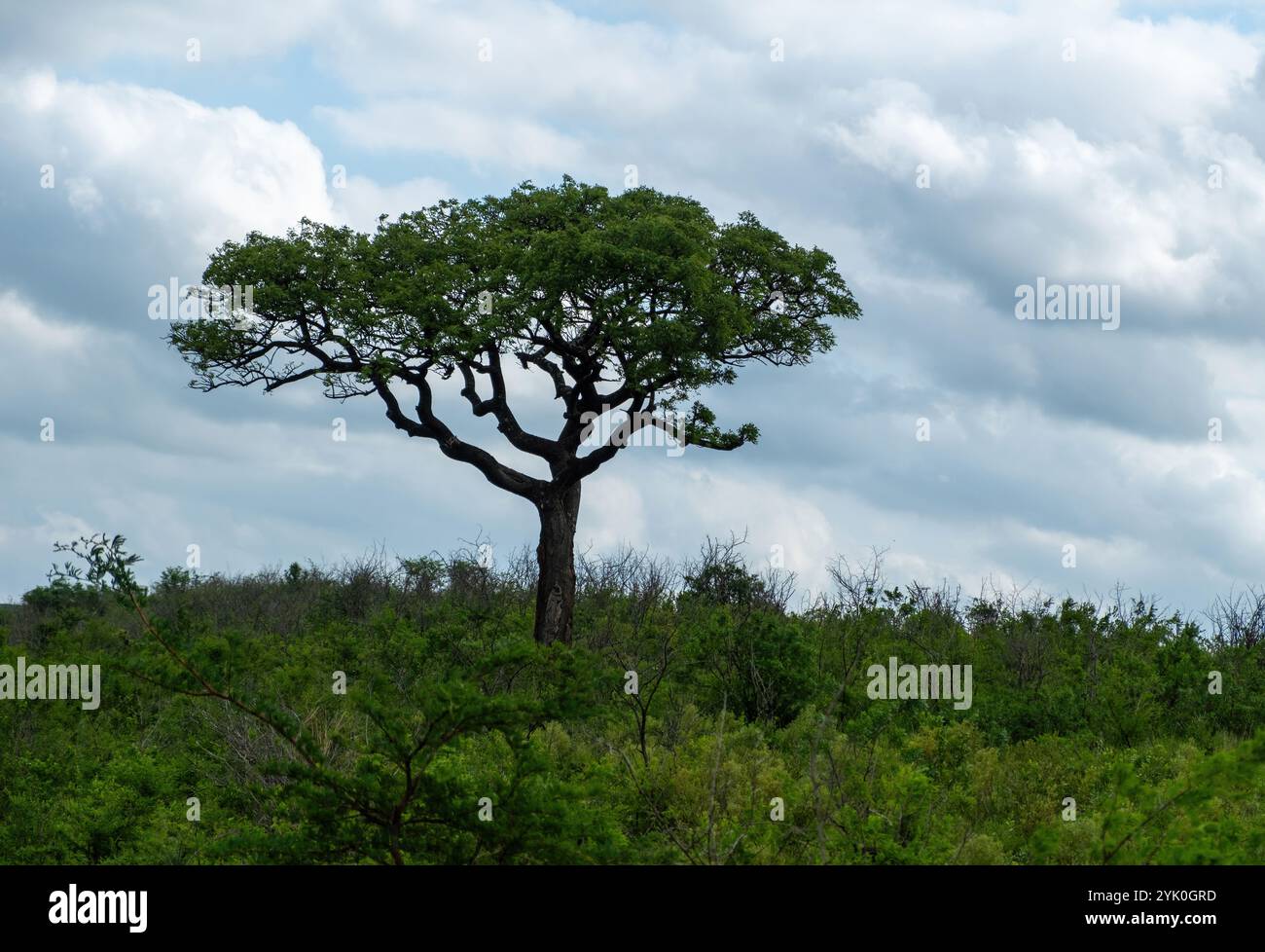 Acacia tree in African savannah, cloudy sky. Vachellia tortilis in ...