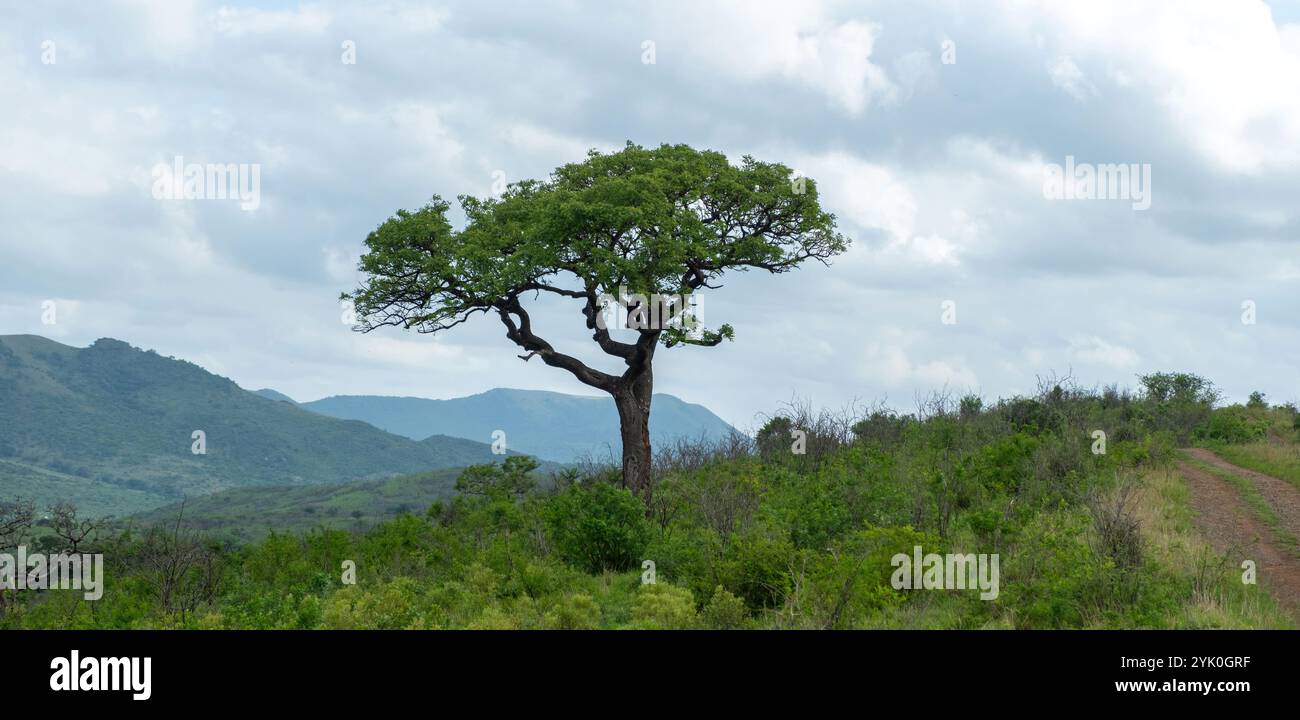 Acacia tree in African savannah, cloudy sky. Vachellia tortilis in ...