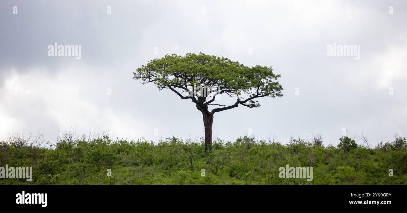 Acacia tree in African savannah, cloudy sky. Vachellia tortilis in ...