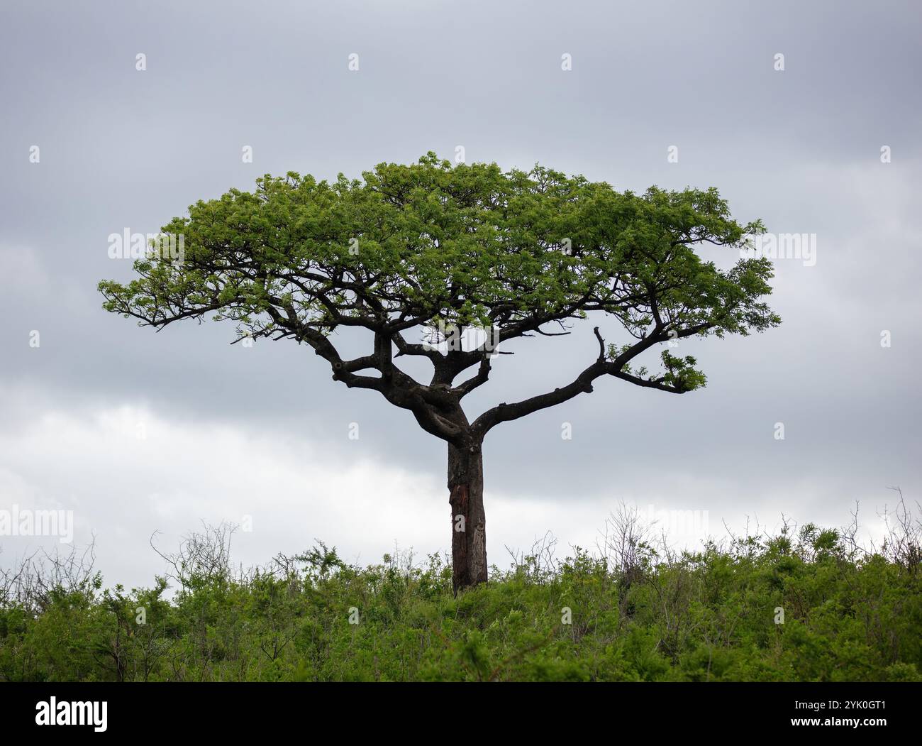 Acacia tree in African savannah, cloudy sky. Vachellia tortilis in ...