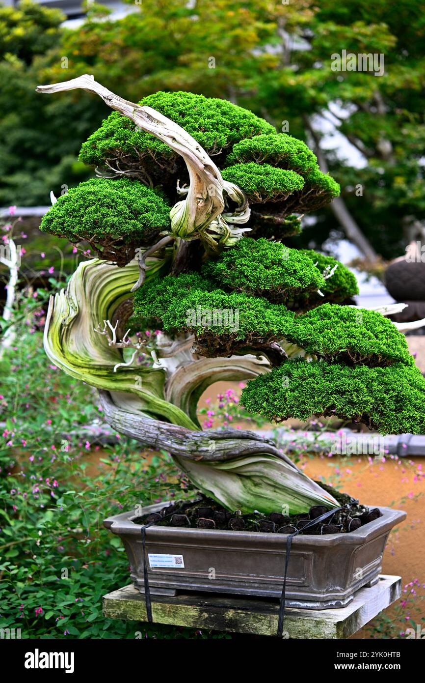 Bonsai Museum Tokyo Stock Photo - Alamy