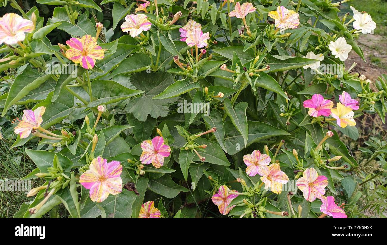 Blossom bright pink and yellow four o'clock flowers bloom gracefully ...