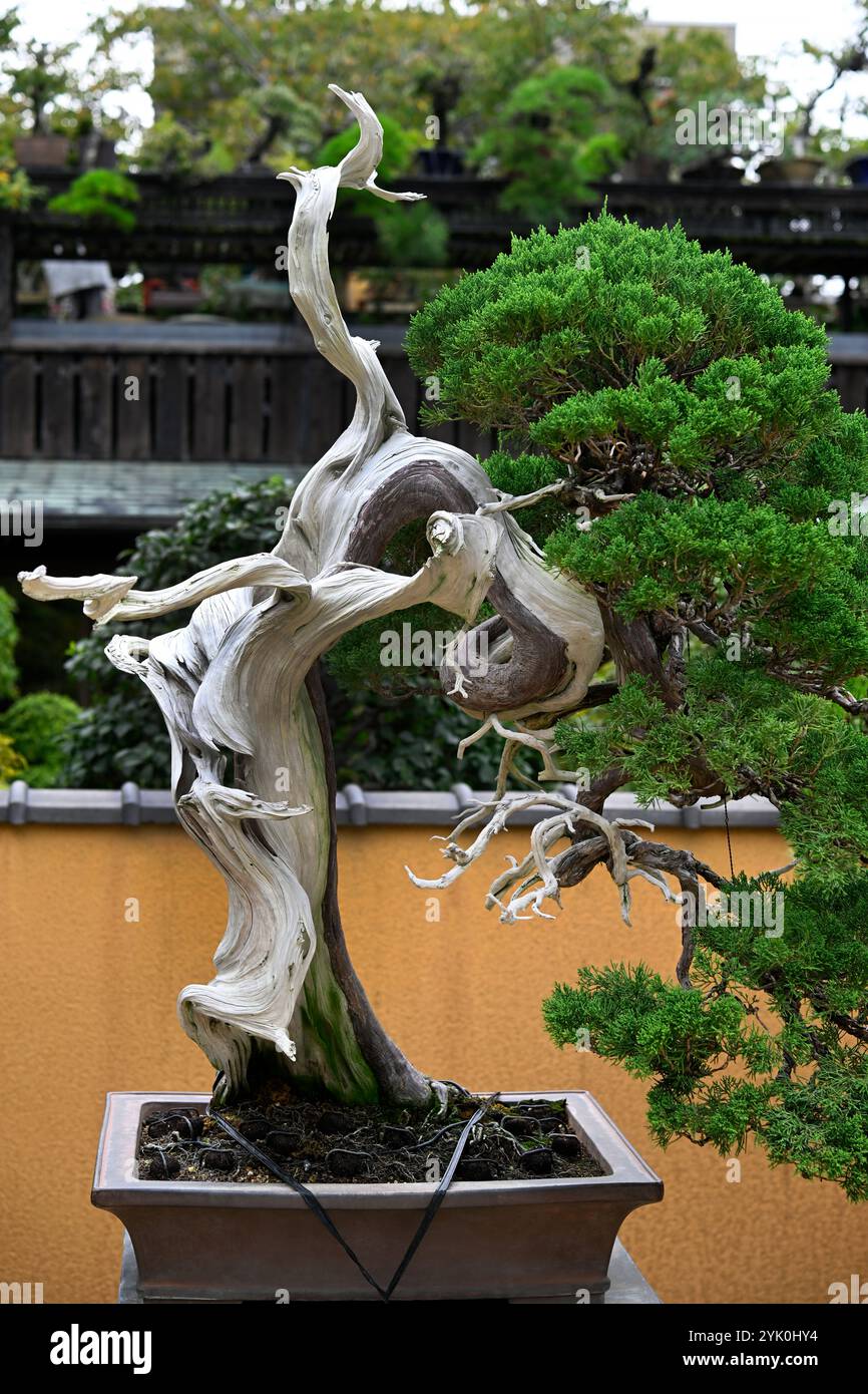 Bonsai Museum Tokyo Stock Photo - Alamy