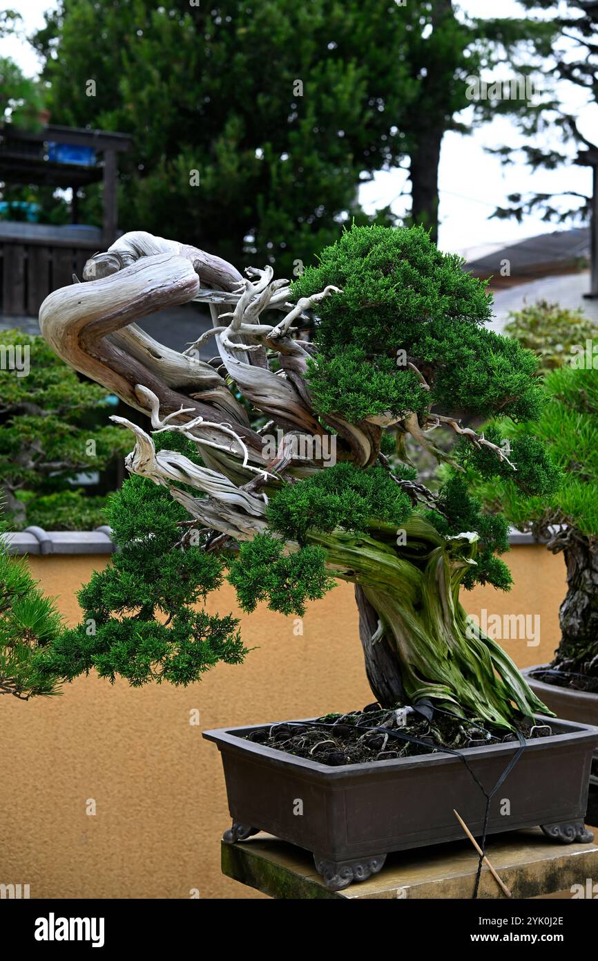 Bonsai Museum Tokyo Stock Photo - Alamy