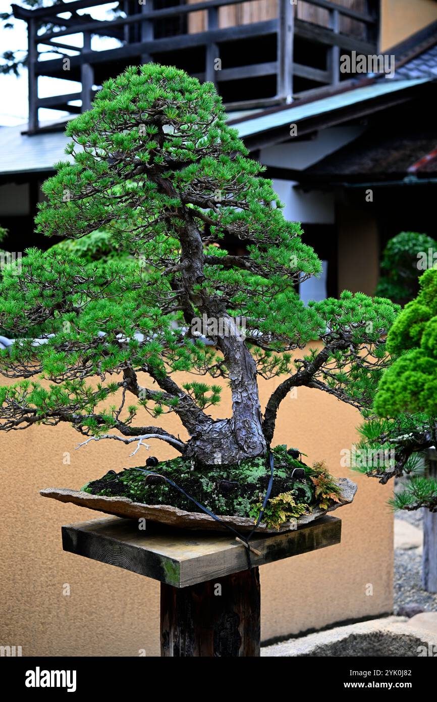 Bonsai Museum Tokyo Stock Photo - Alamy