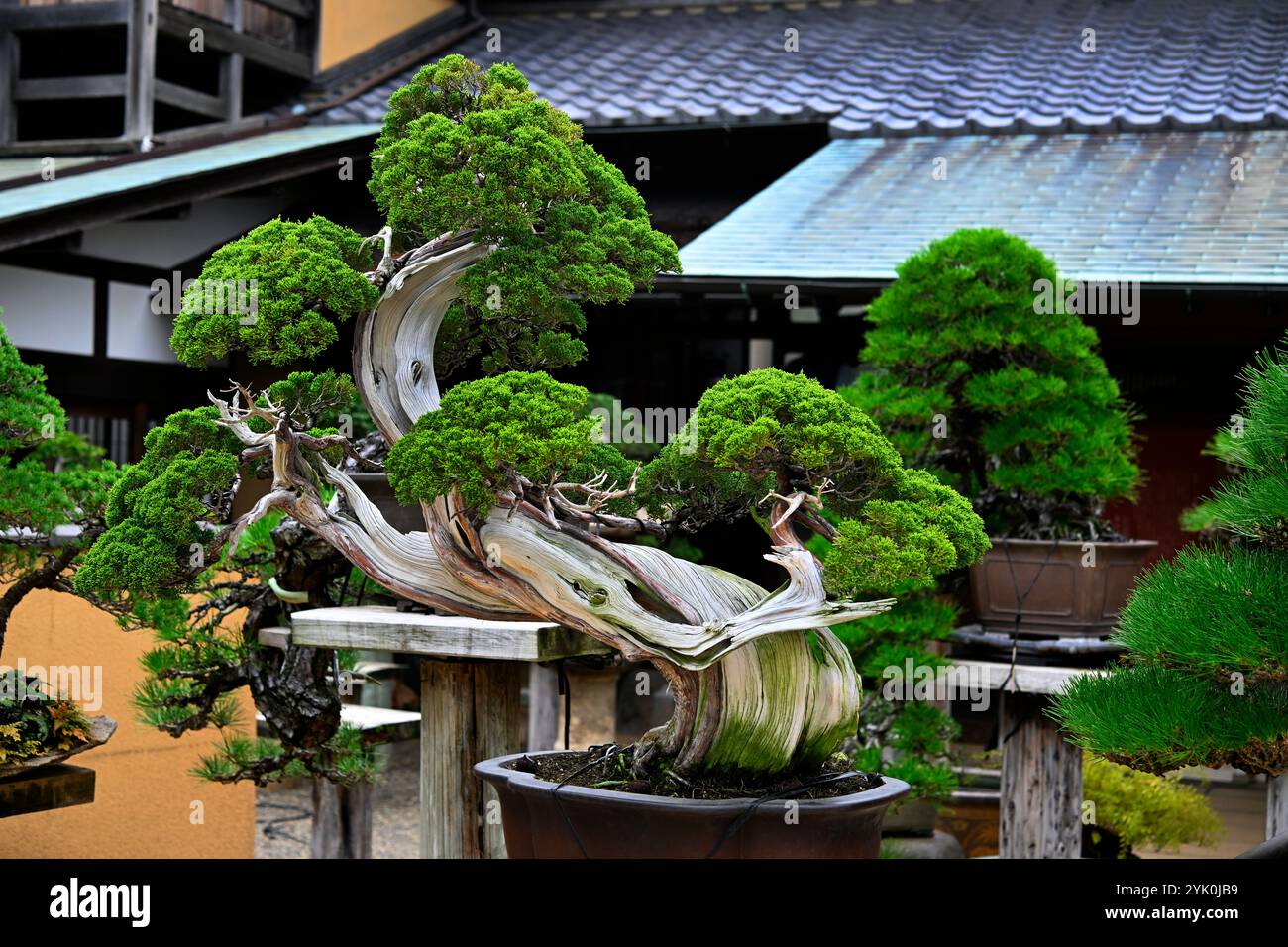 Bonsai Museum Tokyo Stock Photo - Alamy