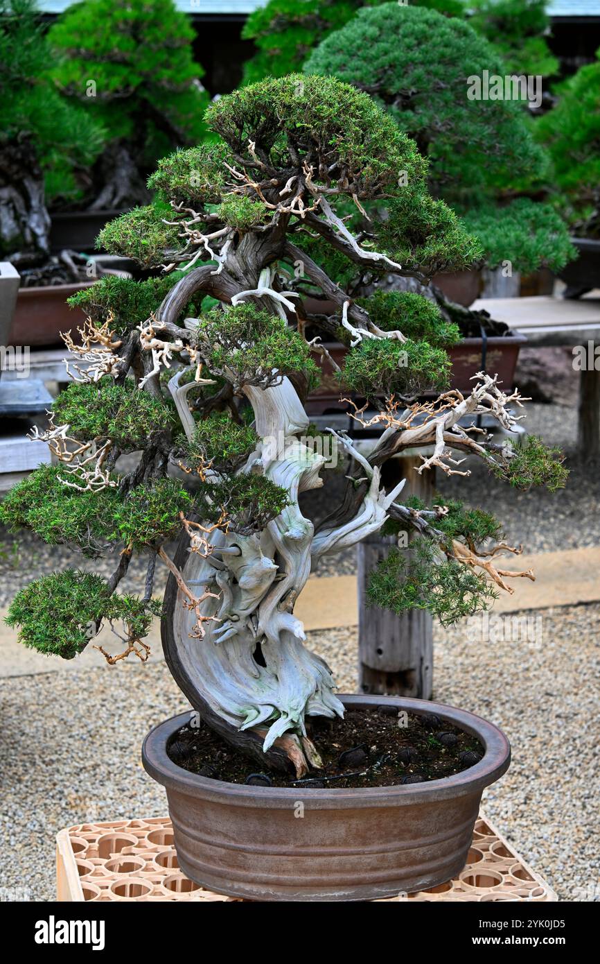 Bonsai Museum Tokyo Stock Photo - Alamy