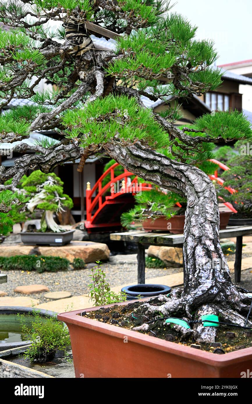 Bonsai Museum Tokyo Stock Photo - Alamy