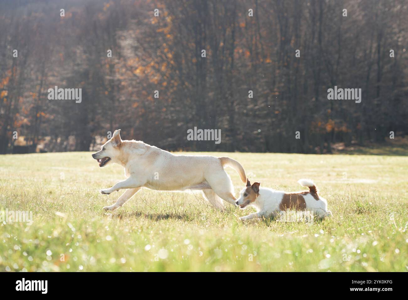 A Bull Terrier and a Jack Russell Terrier running together in a green ...