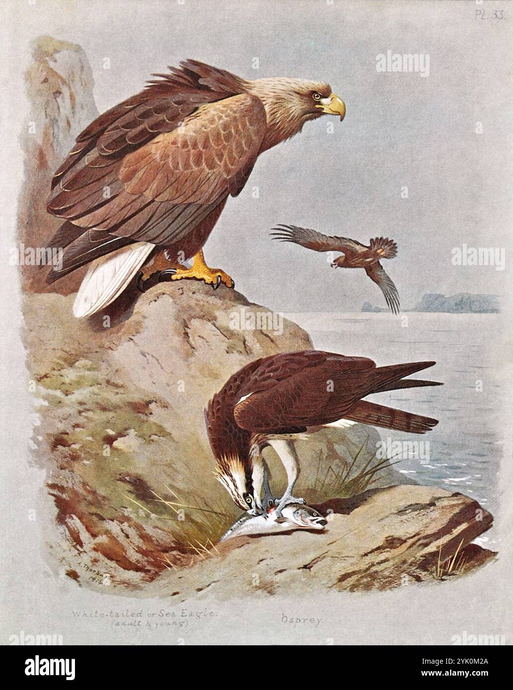 White Tailed Eagle(Haliaeetus albicilla) and Osprey(Pandion haliaetus ...