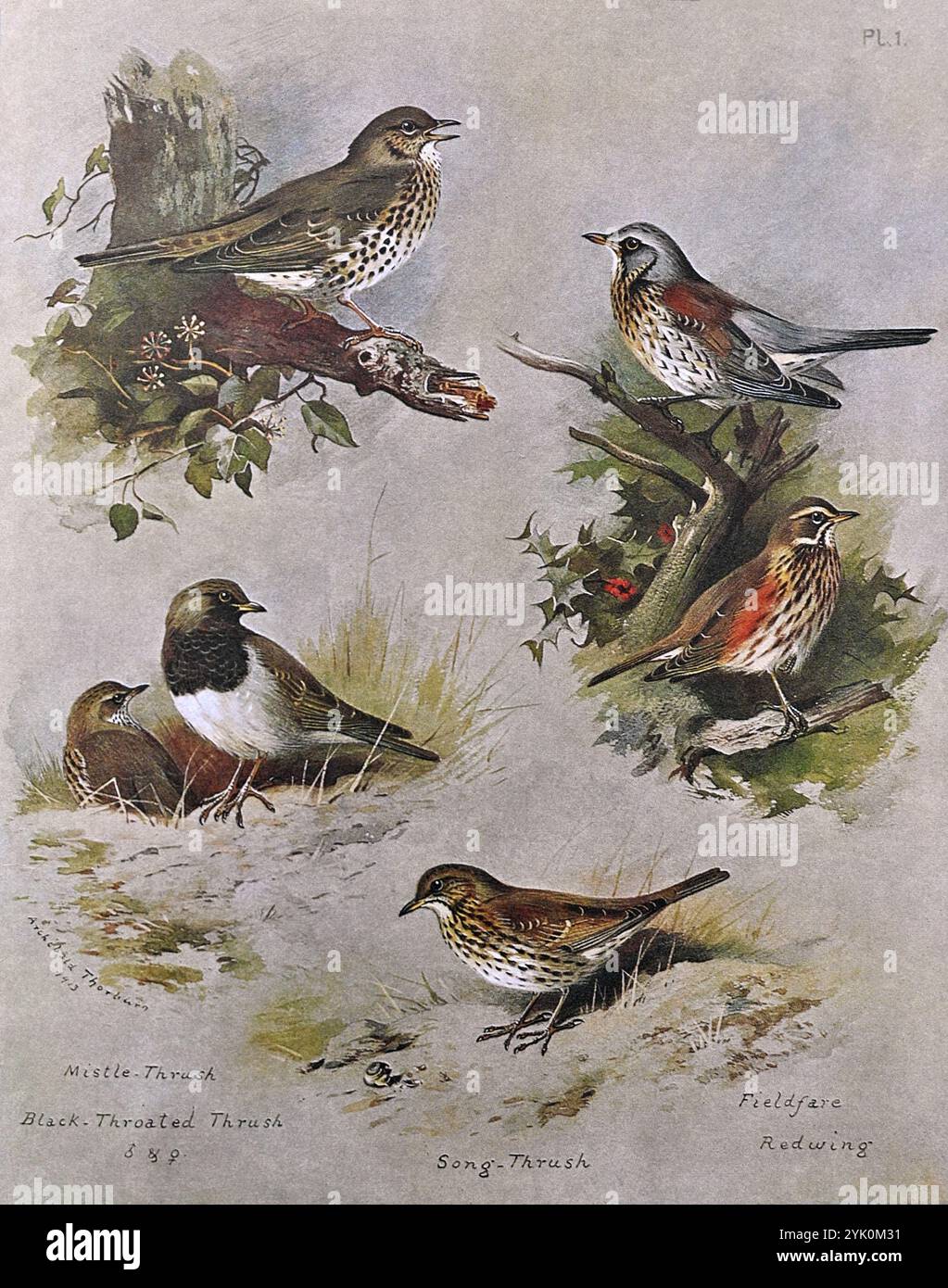 Mistle Thrush(Turdus viscivorus), Black Throated Thrush(Turdus ...