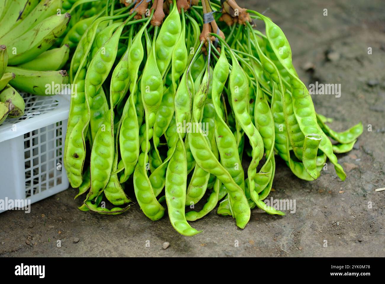 Raw of petai or pete (Parkia speciosa). Multiple green bitter beans or Petai with a slightly ...