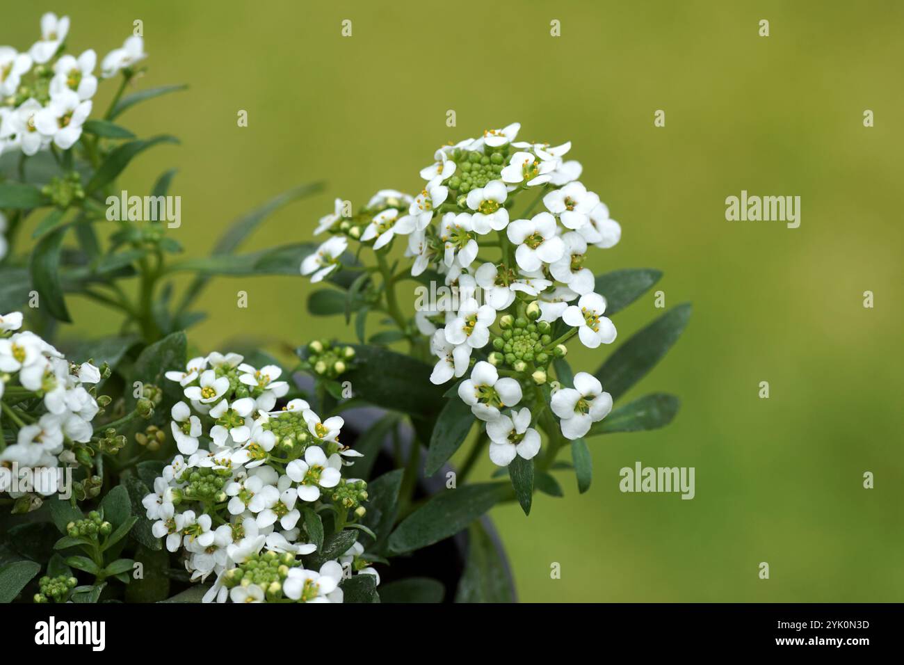 Close up white flowering of Sweet Alyssum, sweet alison, Lobularia ...