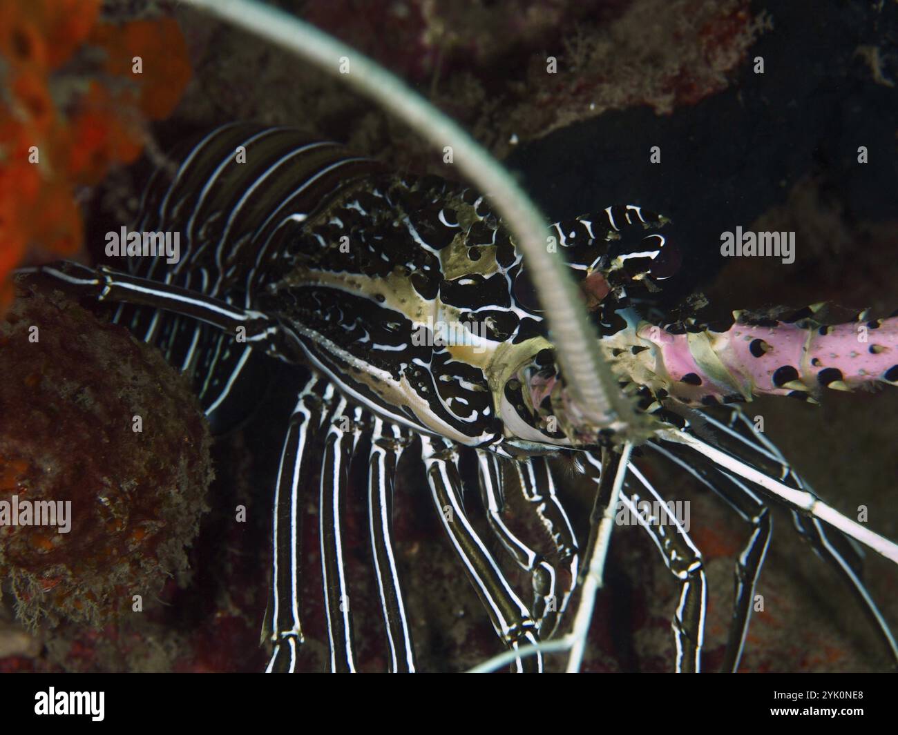 Close-up of a crayfish with distinctive black and white stripes ...