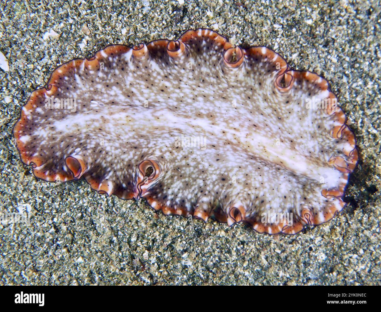 Dotted skin hi-res stock photography and images - Alamy