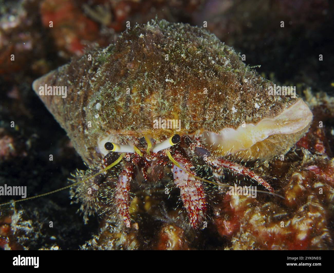 Crab underwater on seabed view hi-res stock photography and images - Alamy