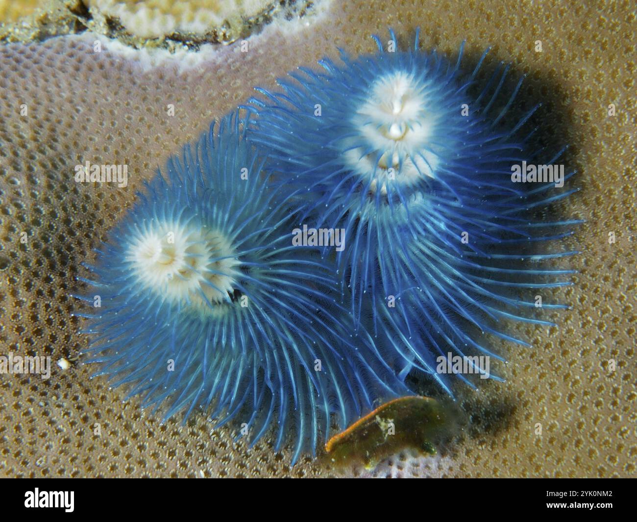 Two blue spiral worm forms, Indo-Pacific Christmas tree worm ...