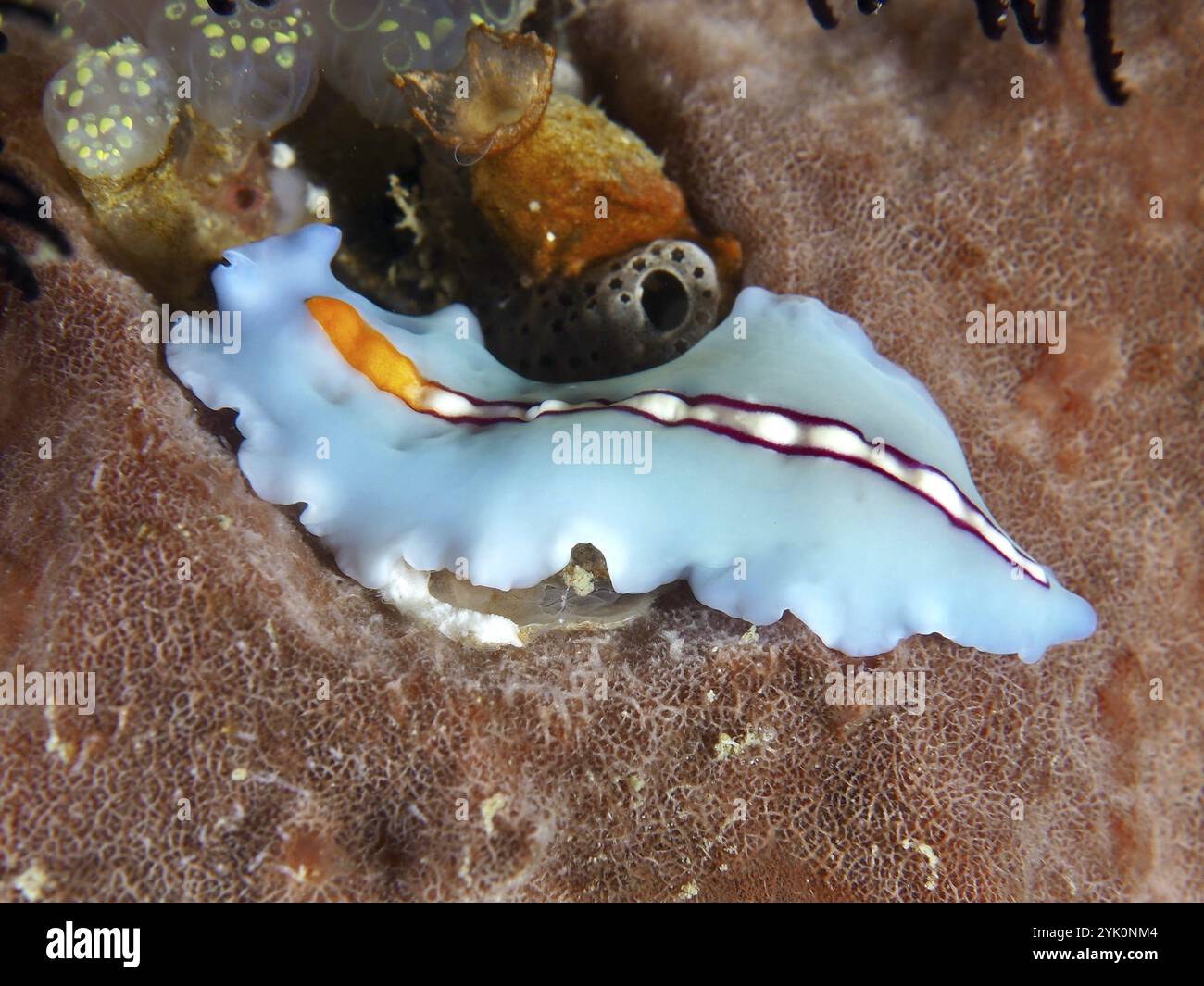 Racing stripes flatworm pseudoceros bifurcus hi-res stock photography ...