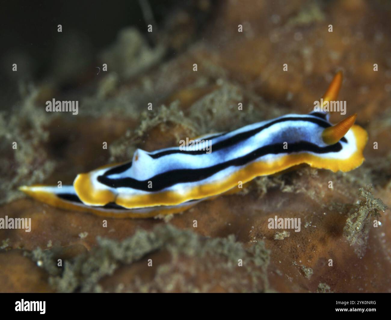 Blue-black nudibranch with orange edge and antennae, Magnificent star ...