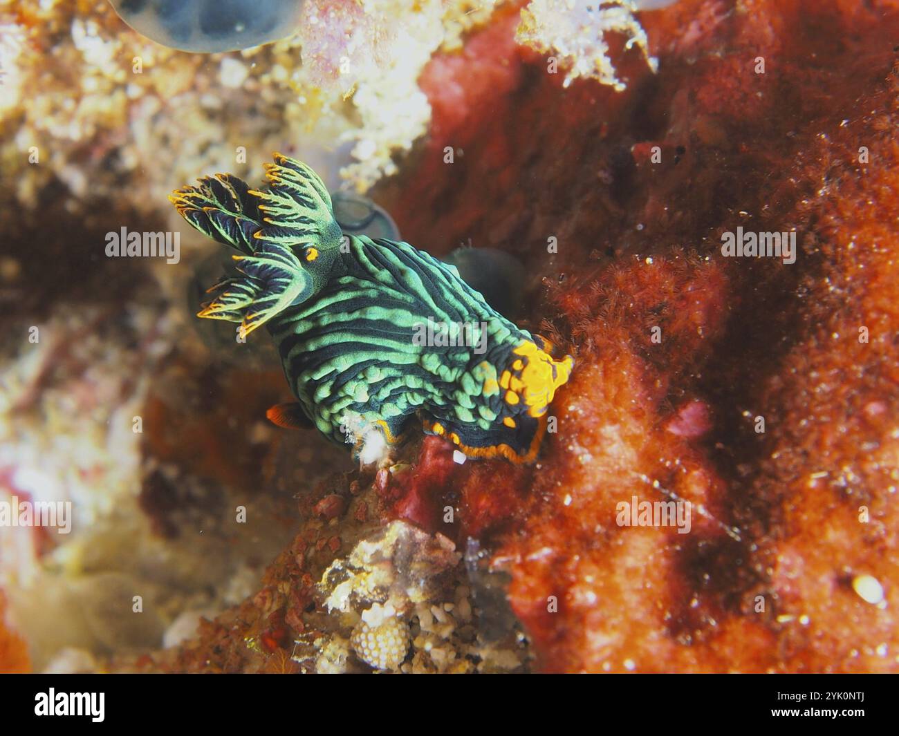 Green striped sea snail, variable neon star snail (Nembrotha kubaryana ...